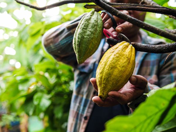 Sustainable Cocoa Supply Chains | Positive Purchasing Blog Post